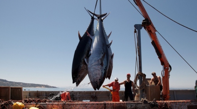 Bluefin tuna fishing season begins - Aqua Life of Turkey