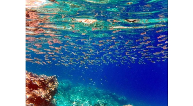 TÜRKİYE'NİN DENİZ VE TATLI SU BALIKLARI "KIRMIZI LİSTE" İLE KORUNACAK ...