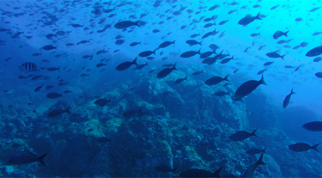 TÜRKİYE'NİN DENİZ VE TATLI SU BALIKLARI "KIRMIZI LİSTE" İLE KORUNACAK ...