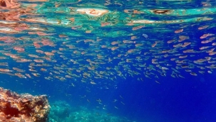 Türk Somonu - Aqua Life of Turkey