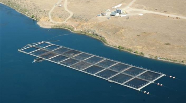 Turkish trout producers visit Japan amid rapidly increasing exports ...