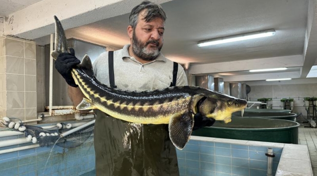 Su ürünleri istasyonunda mersin balığı üretimi yapıldı - Aqua Life of ...